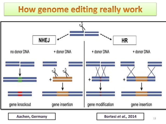 Genome editing | PPT | Free Download