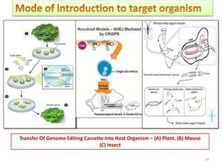 Genome editing | PPT