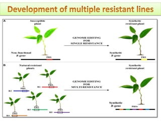 Genome editing | PPT