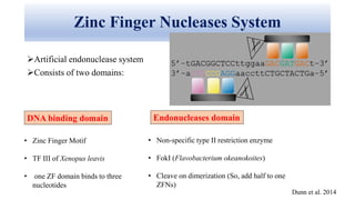 Genome editing | PPT