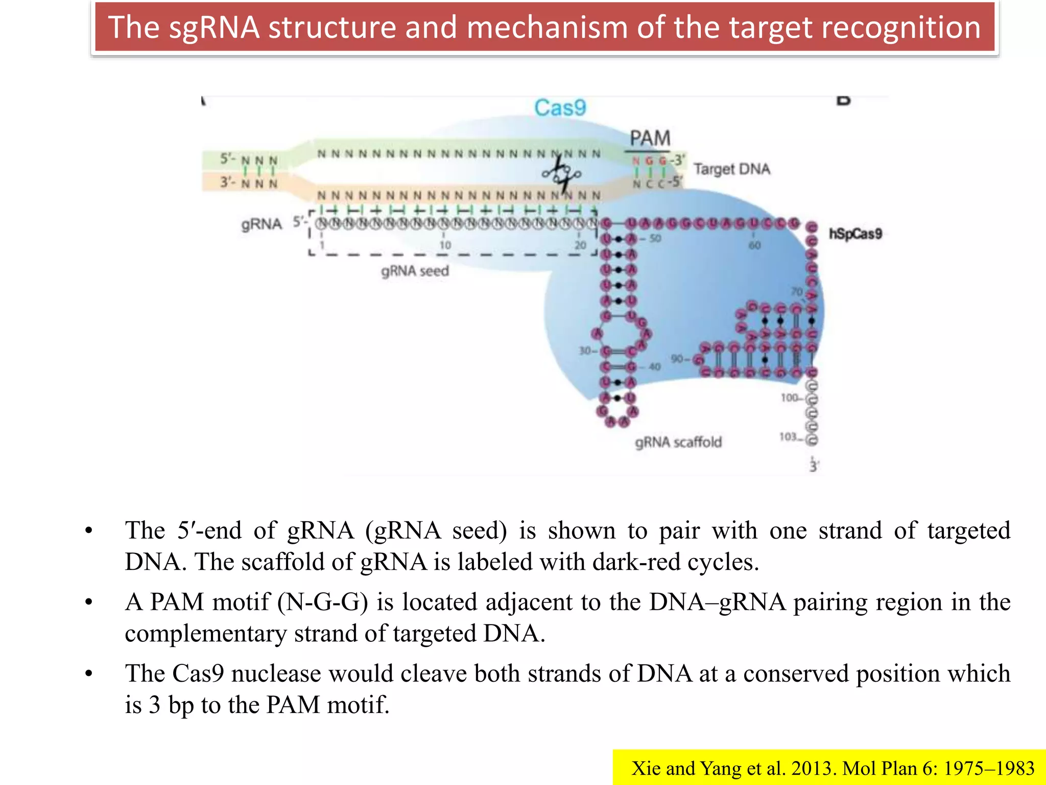 Genome editing | PPT