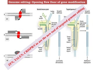 Genome editing | PPT
