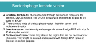 Comparison Between Different Types Of Vectors | PPT