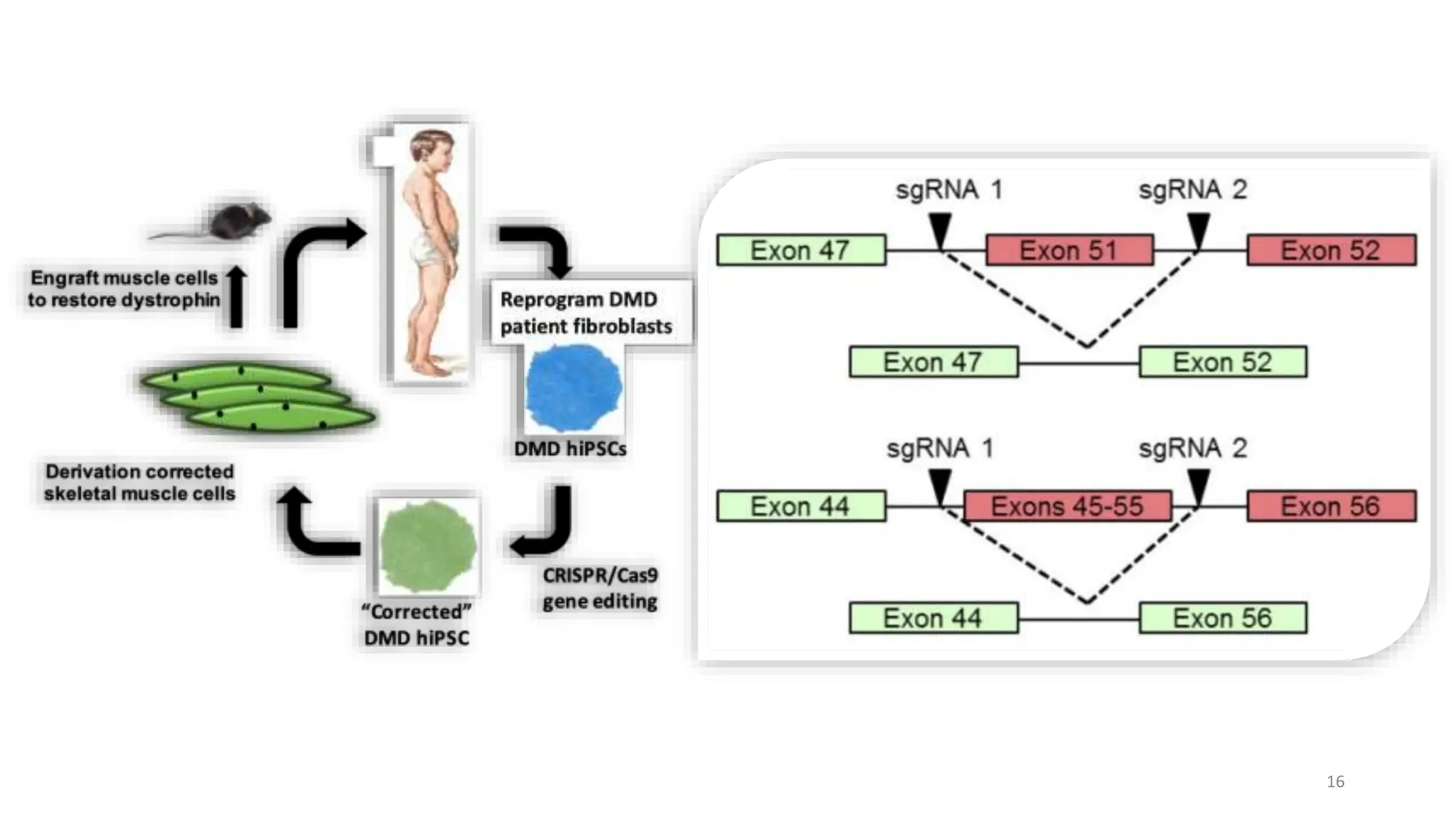Genome Editing and CRISPR-Cas 9 by Maliha Rashid.pptx