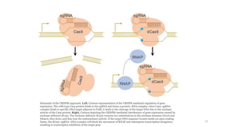 Genome Editing and CRISPR-Cas 9 by Maliha Rashid.pptx