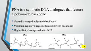 Genome editing by PNA | PPT