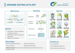 Genome editing | PPT