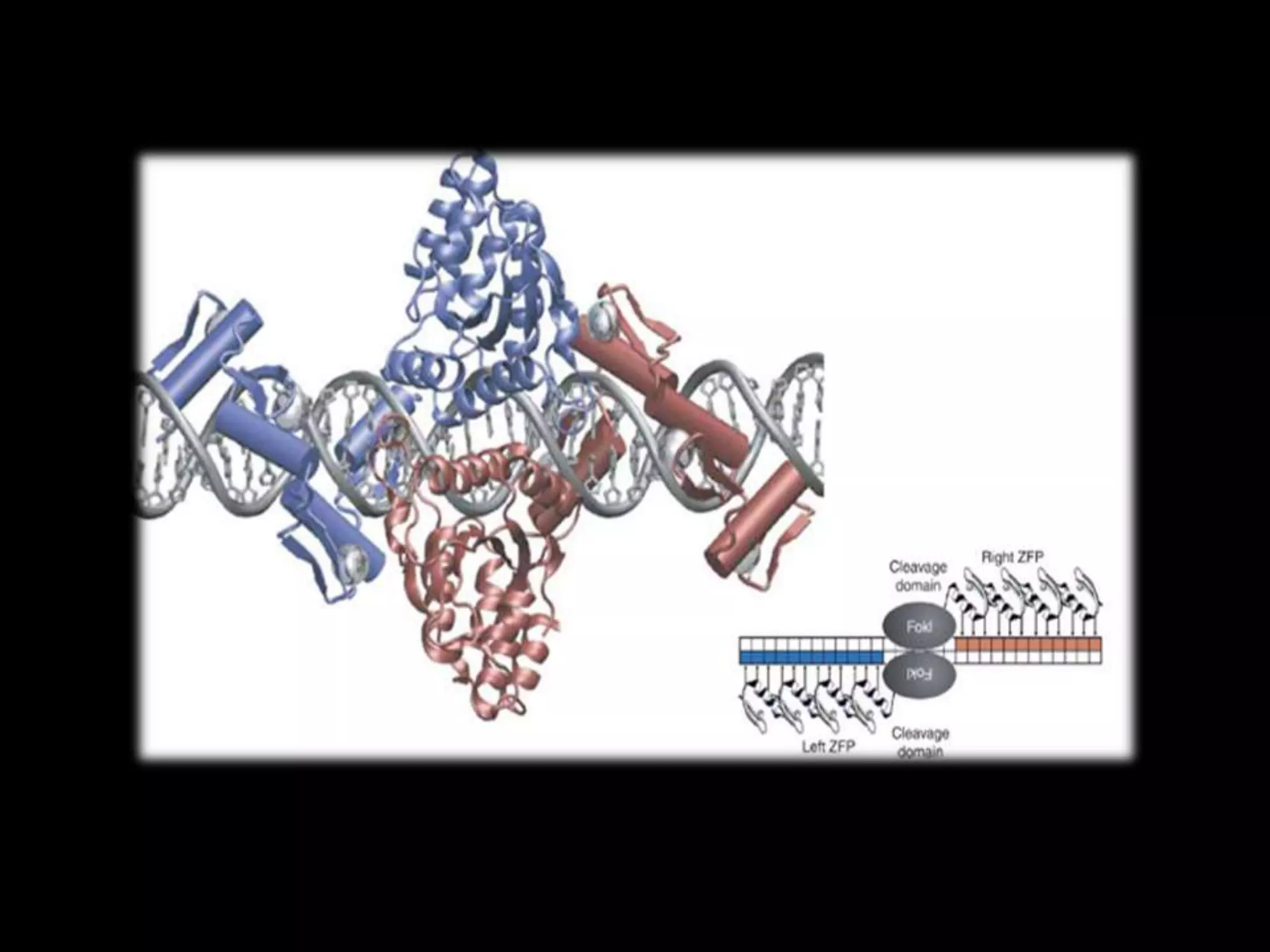 Genome editing | PPTX