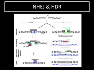 Genome editing | PPTX