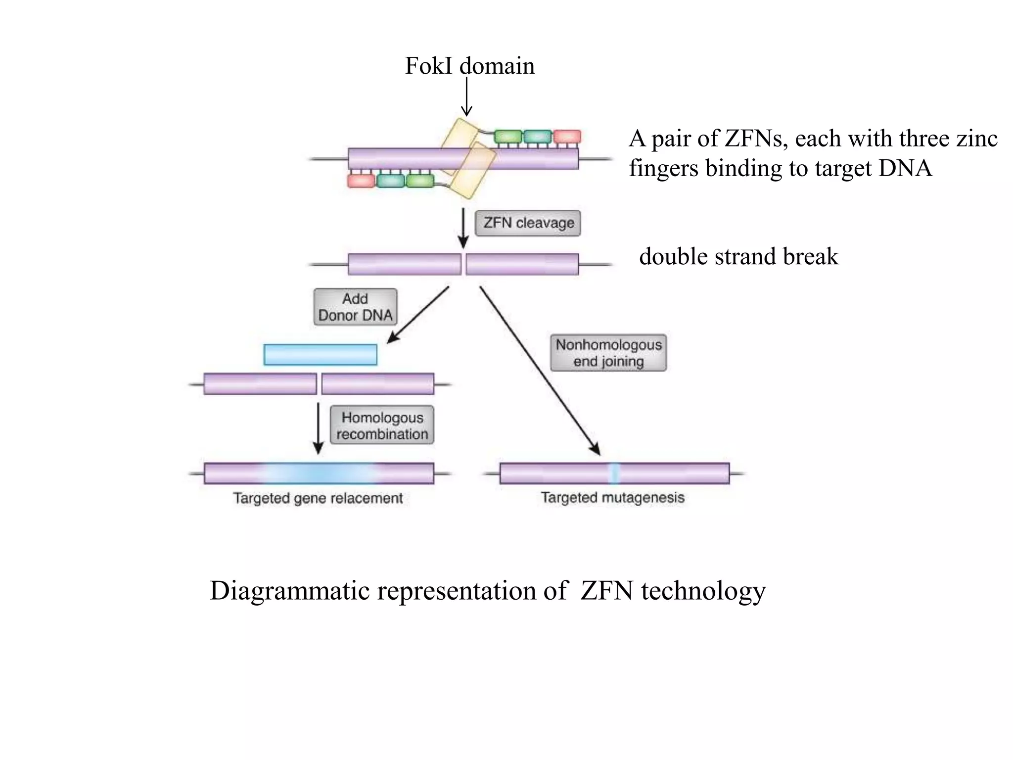 Genome editing techniques | PPTX