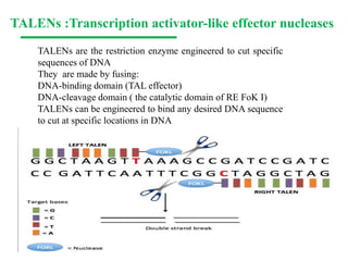 Genome editing techniques | PPTX