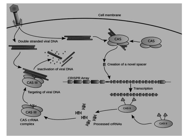 Genome editing techniques | PPTX | Programming Languages | Computing
