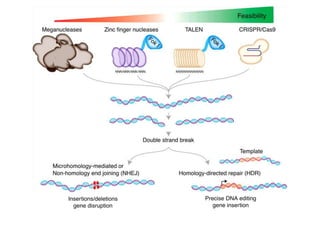 Genome editing techniques | PPTX