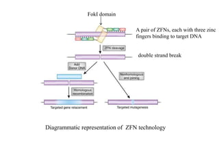 Genome editing techniques | PPTX