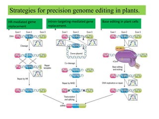 Genome editing technology future dynamic for crop improvement | PPTX
