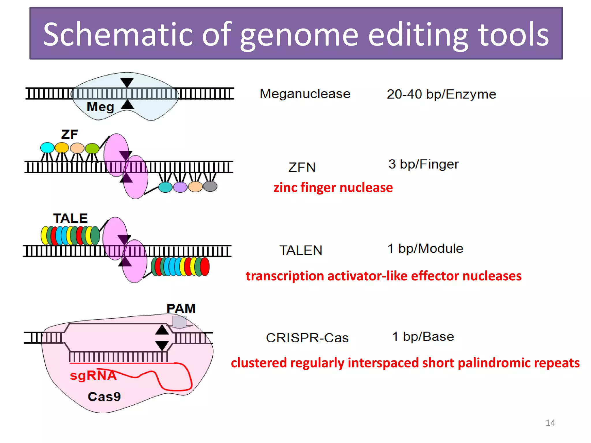 ویرایش ژنوم Genome editing tools | PPTX