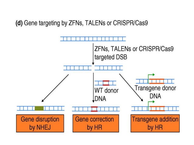 ویرایش ژنوم Genome editing tools | PPTX | Biotech and Biomedical ...