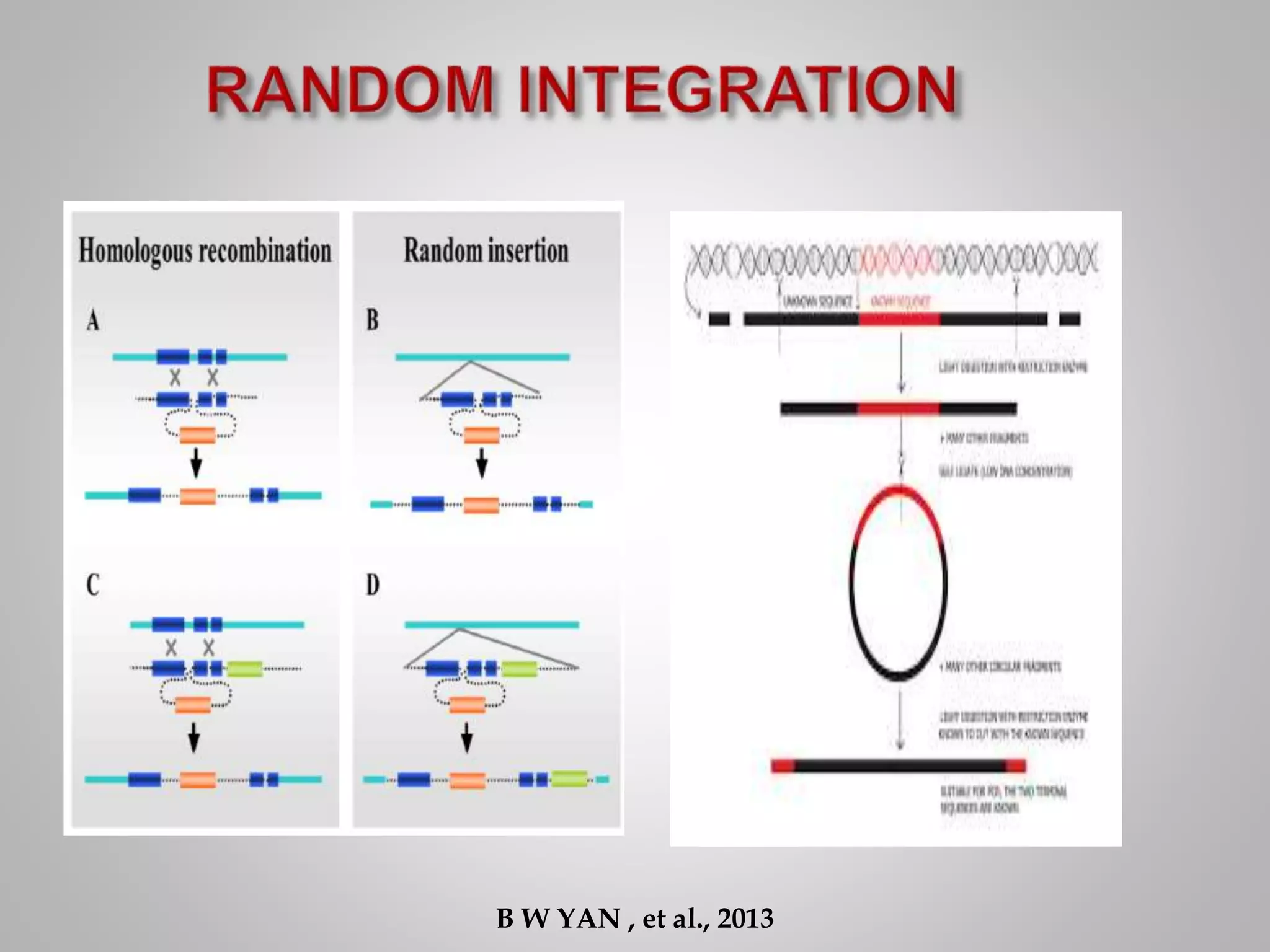 Genome editing tools in plants | PPTX