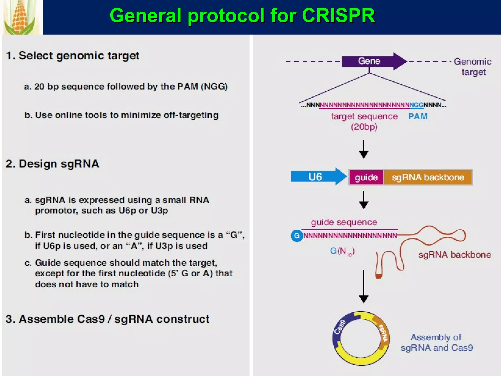 Genome editing with engineered nucleases | PPT
