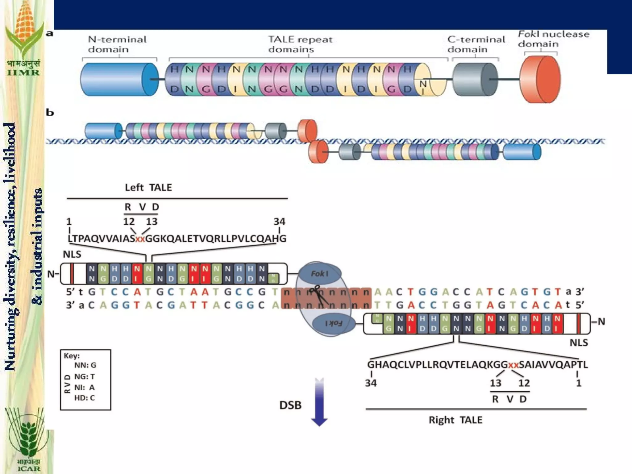 Genome editing with engineered nucleases | PPT