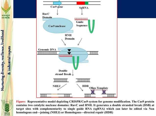 Genome editing with engineered nucleases | PPT | Programming Languages ...