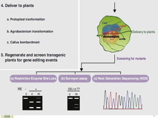 Genome editing with engineered nucleases | PPT | Programming Languages ...