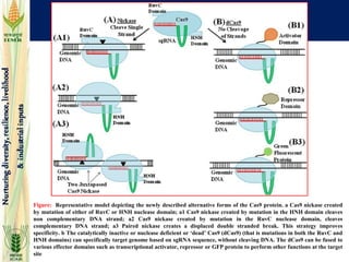 Genome editing with engineered nucleases | PPT