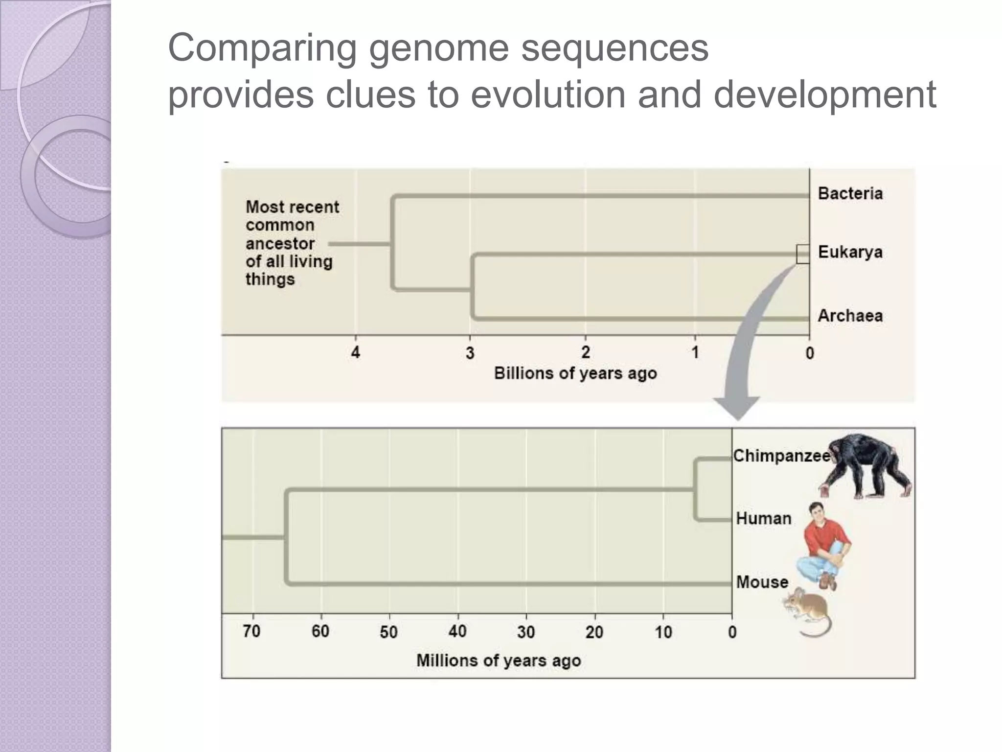 Genome evolution | PPTX