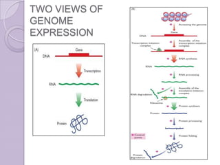 Genome evolution | PPTX