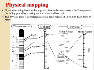 Brief Detail on Genetic Mapping | PPTX