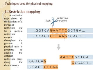 Brief Detail on Genetic Mapping | PPTX