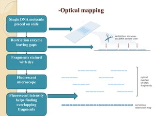 Brief Detail on Genetic Mapping | PPTX