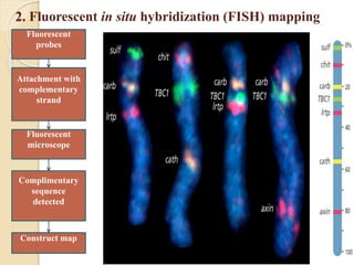 Brief Detail on Genetic Mapping | PPTX