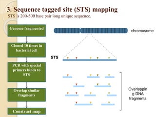 Brief Detail on Genetic Mapping | PPTX