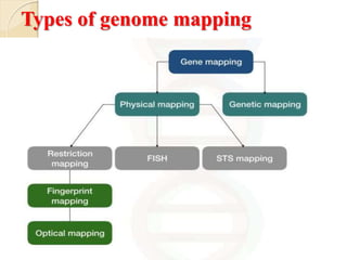 Brief Detail on Genetic Mapping | PPTX