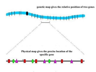 Brief Detail on Genetic Mapping | PPTX