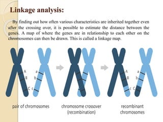 Brief Detail on Genetic Mapping | PPTX