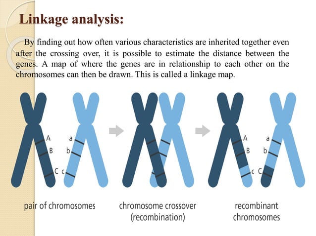 Brief Detail on Genetic Mapping | PPTX