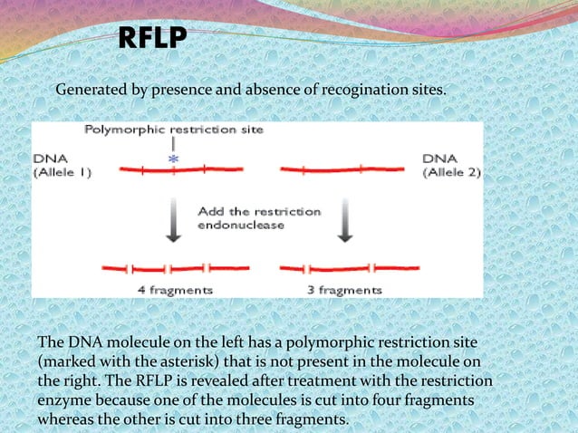 Genetic and Physical map of Genome | PPTX