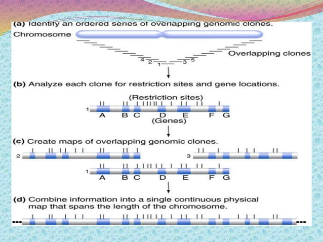Genetic and Physical map of Genome