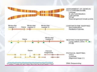 Genome mapping | PPTX | Genetics | Science