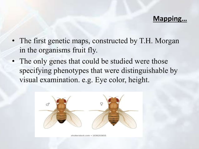Genome mapping | PPT