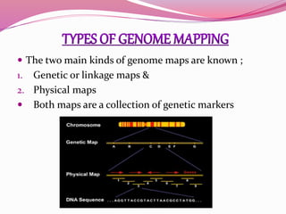 Genome mapping | PPTX