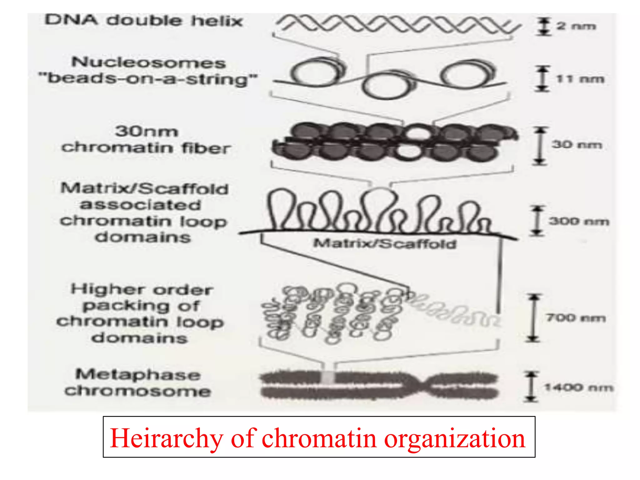 Genome organization in eukaryotes (molecular biology) | PPTX