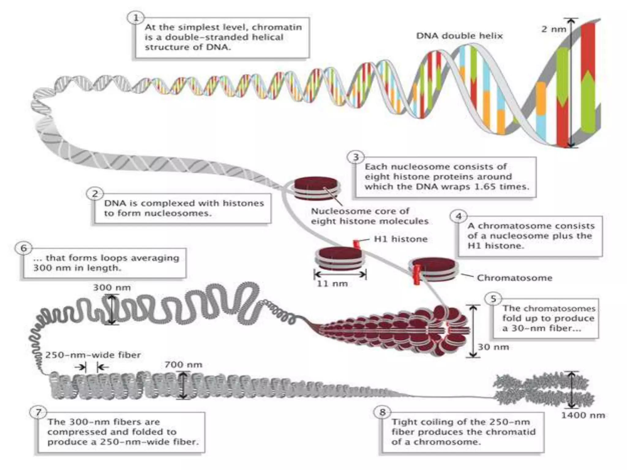 Genome organization in eukaryotes (molecular biology) | PPTX