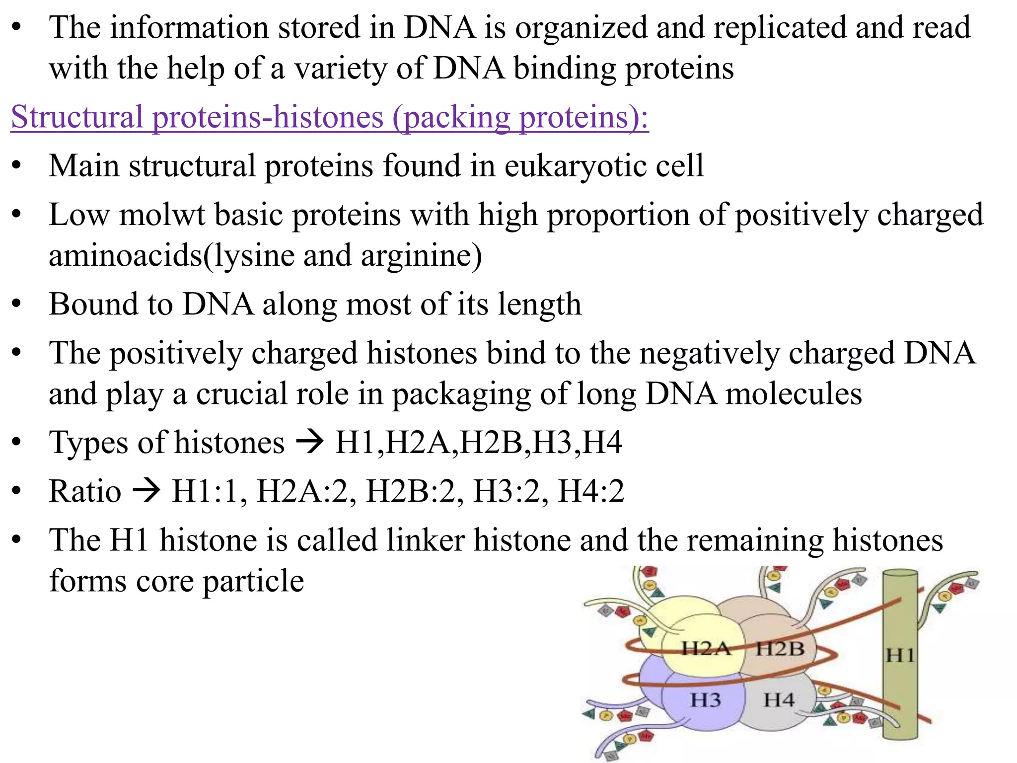 Genome organization in eukaryotes (molecular biology) | PPTX