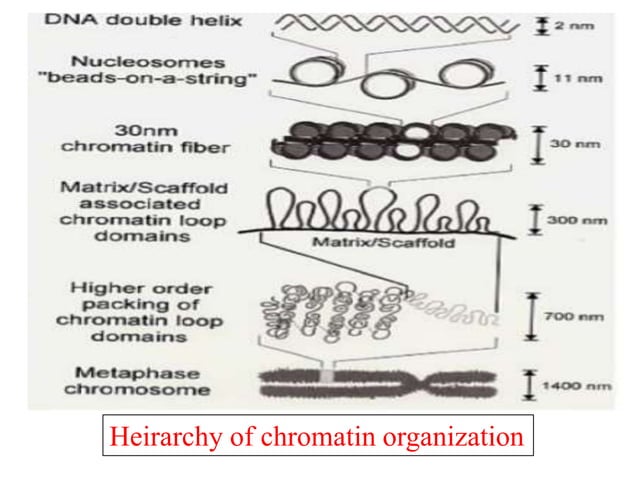 Genome organization in eukaryotes (molecular biology) | PPTX ...