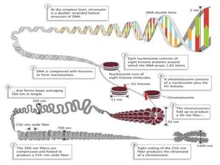 Genome organization in eukaryotes (molecular biology) | PPTX