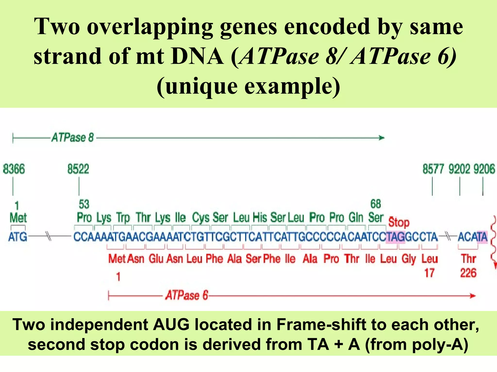 Genome organisation in eukaryotes...........!!!!!!!!!!! | PPT