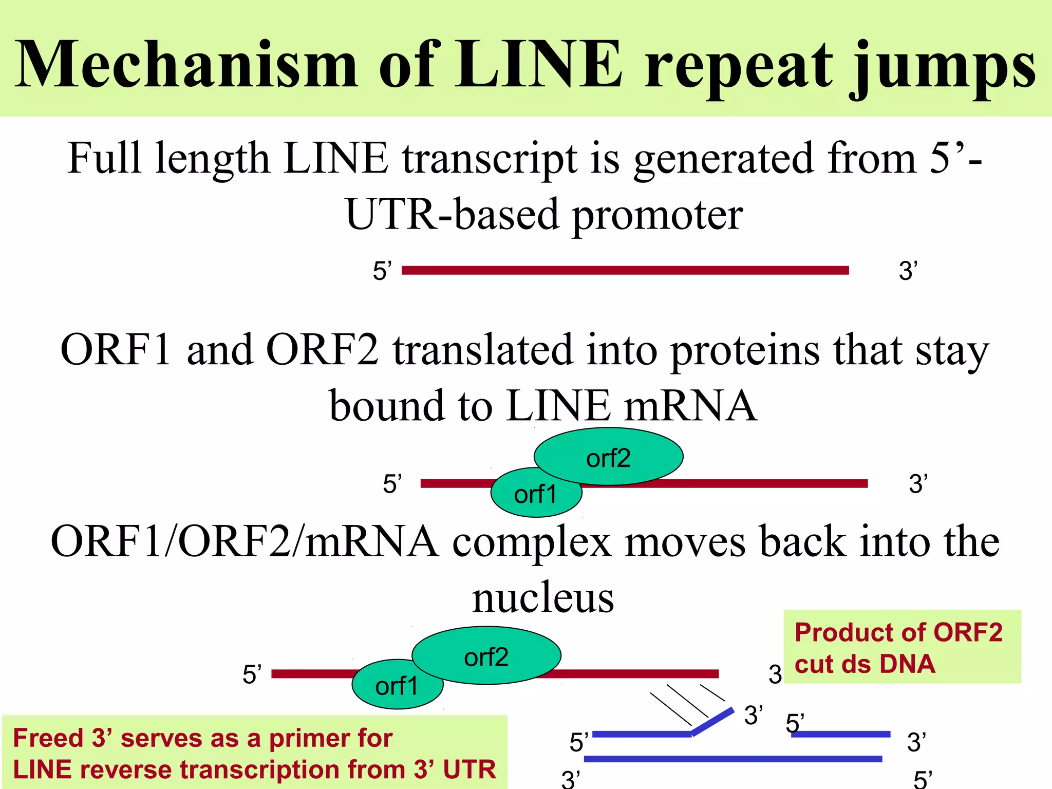 Genome organisation in eukaryotes...........!!!!!!!!!!! | PPT